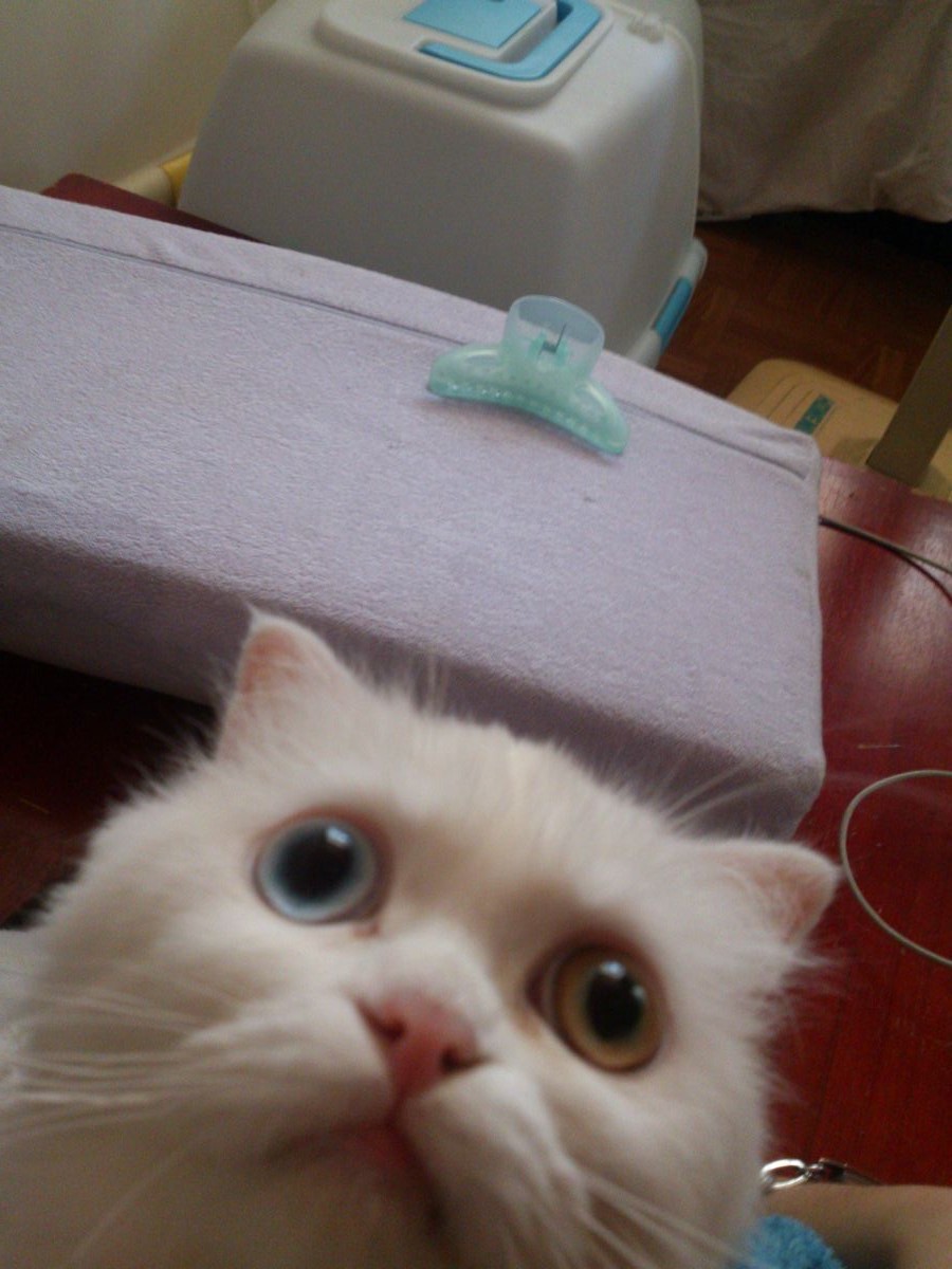 來個 PPT 短網址 :: 縮圖剪剪樂!